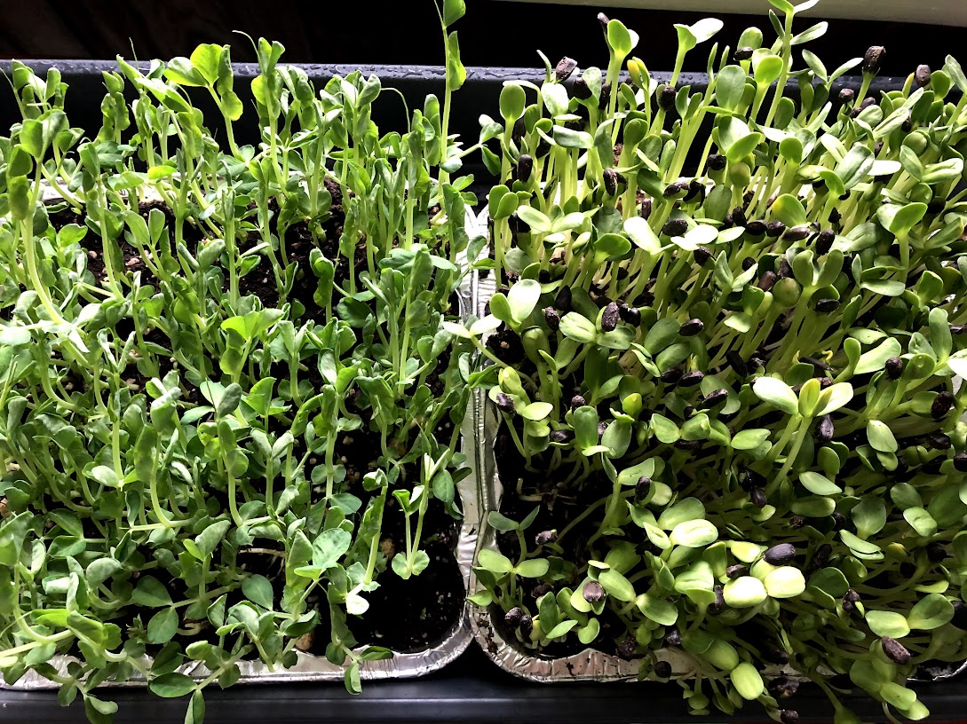 Green up the Grey - Grow Microgreens this Winter! - Vermont Garden Network