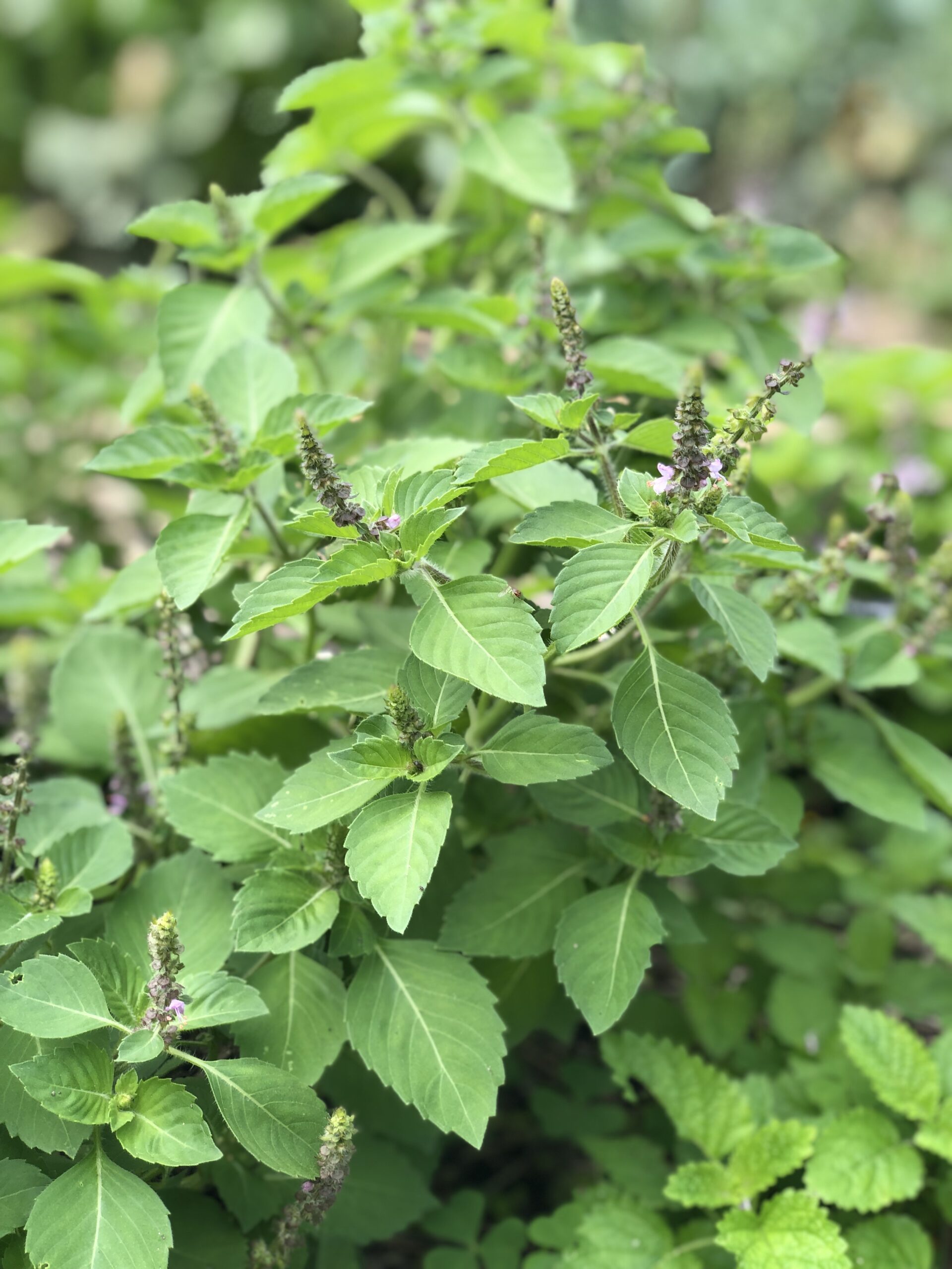 Observations on Flood Tolerant Food Crops - Vermont Garden Network